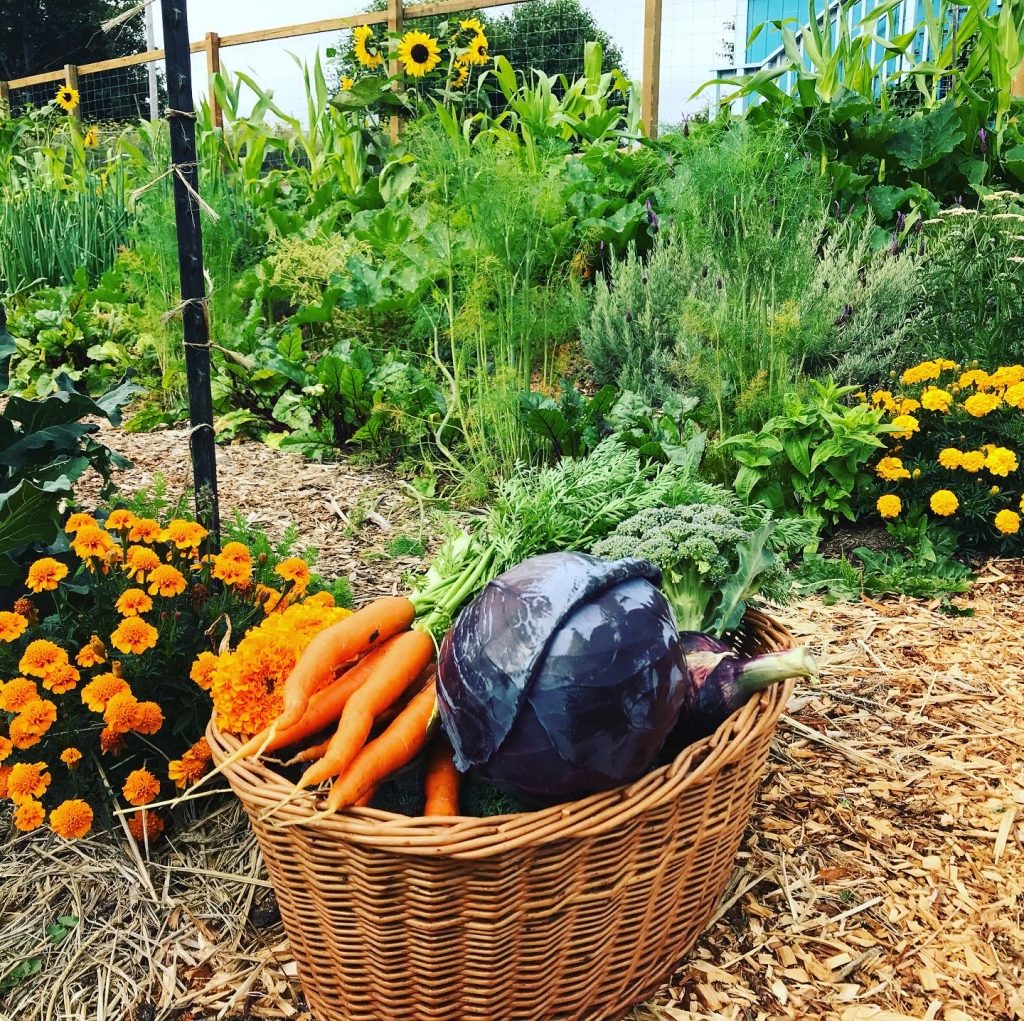 Who We Are and Our Values – North Coast Community Garden Collaborative